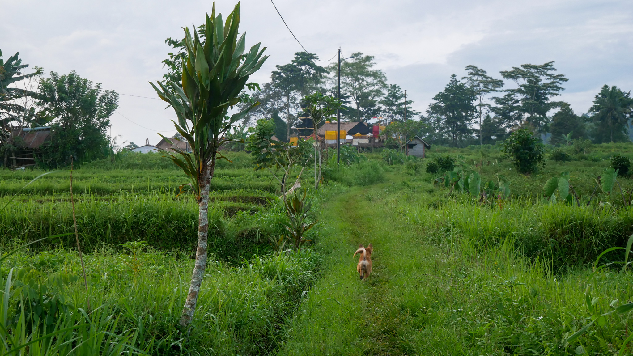 Dans la vallée oh oh... - Tiny Adventure